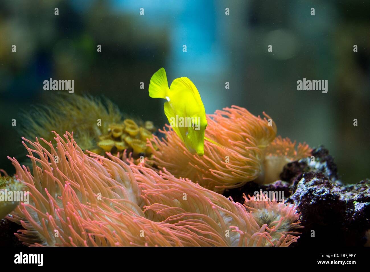The yellow tang (Zebrasoma flavescens), salt water yellow aquarium fish ...