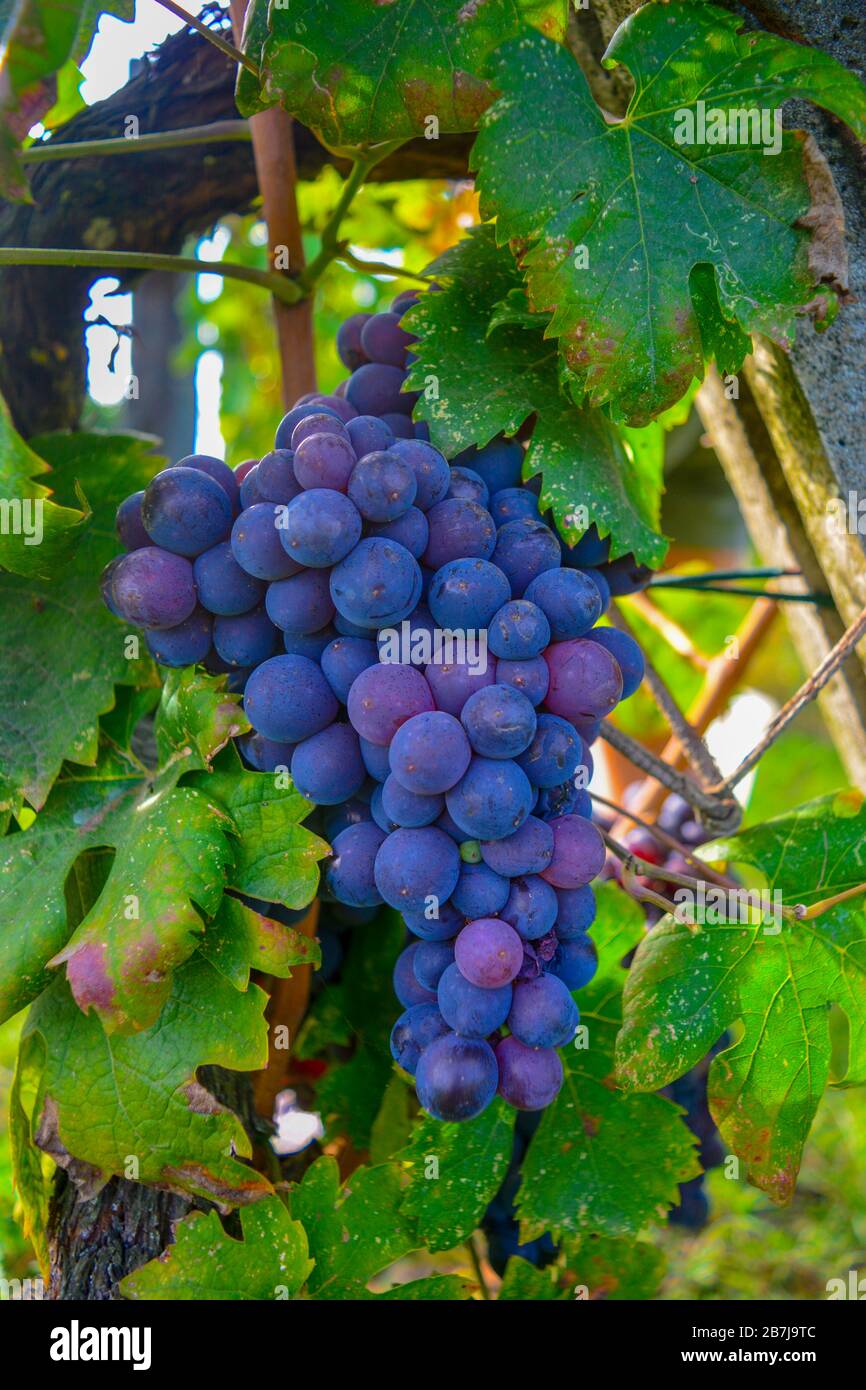 Beautiful Grape Vineyard