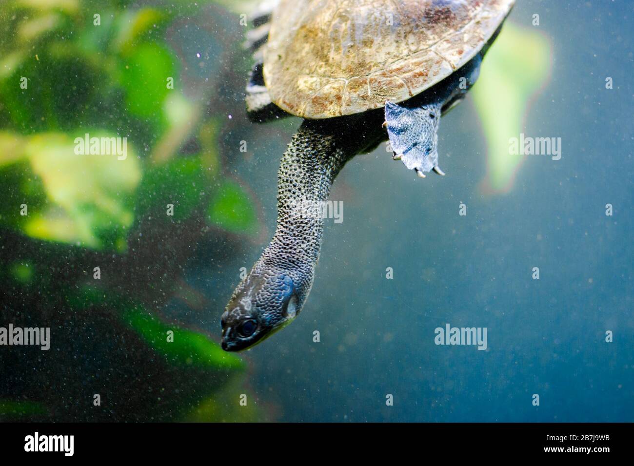 Freshwater turtle fishing hi-res stock photography and images - Alamy