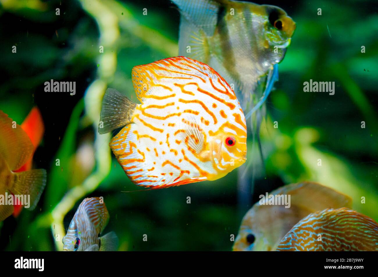 discus fish in aquarium, tropical fish. Symphysodon discus from Amazon ...
