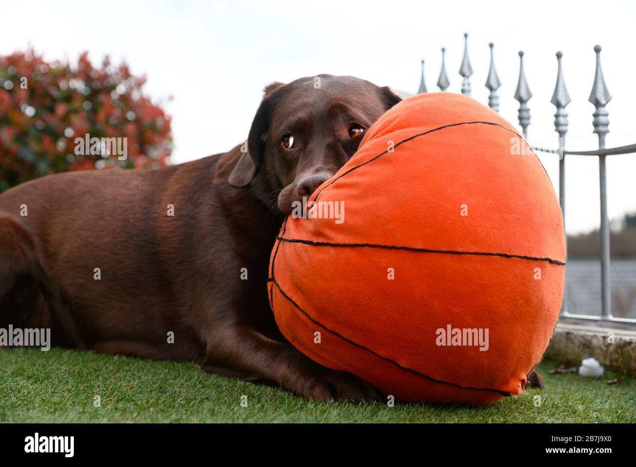 chocolate labrador playing with orange toy ball in garden Stock Photo ...
