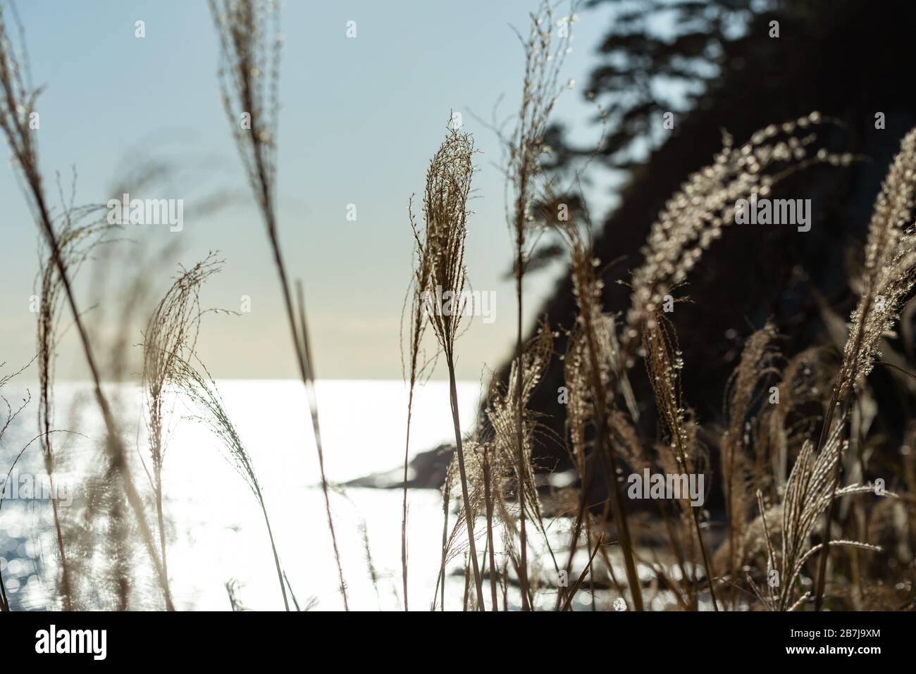 Cape Imamuragasaki, Sagami Bay, close to Enoshima Is, Kanagawa, Sagami ...