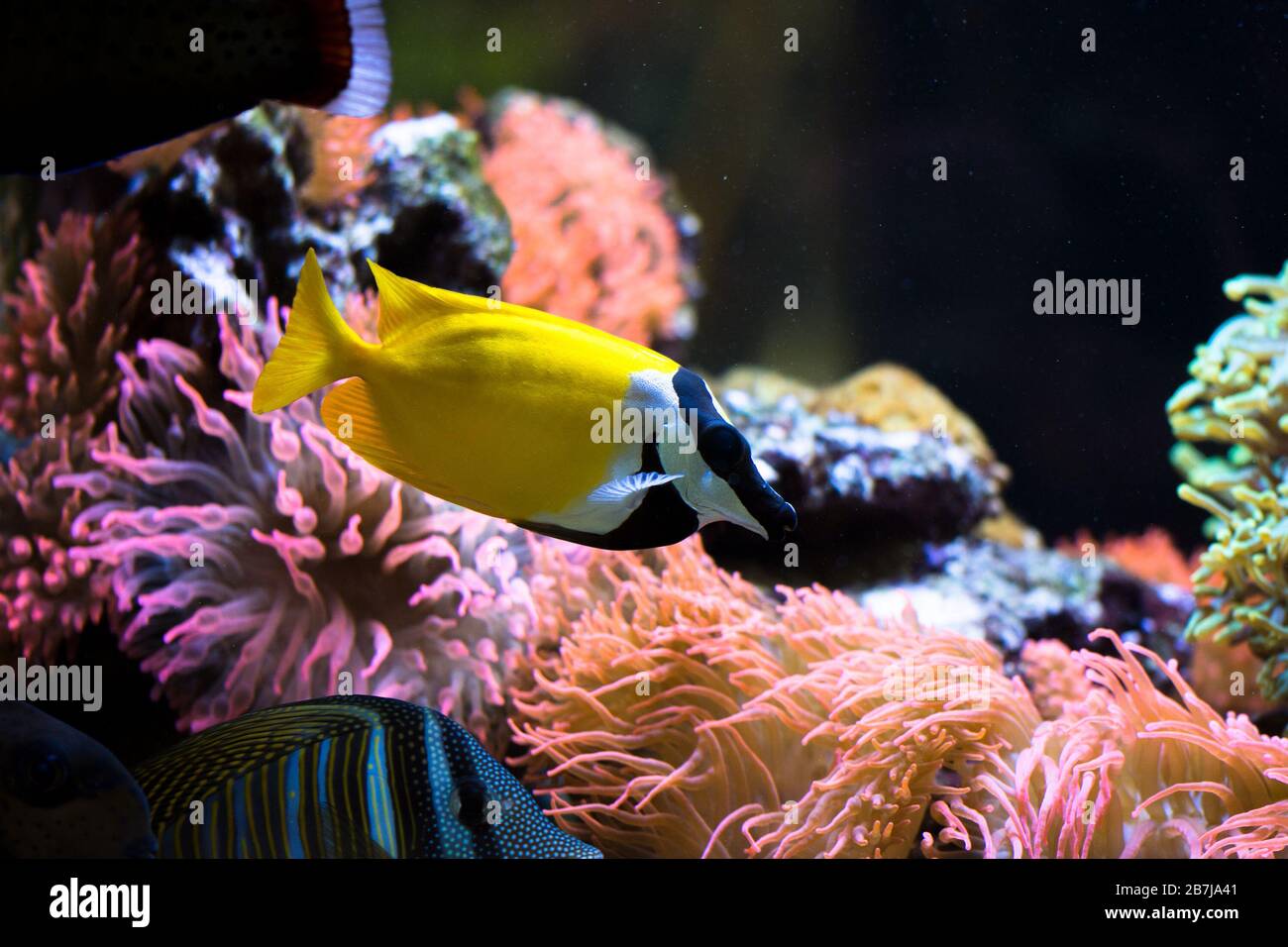 The foxface rabbitfish (Siganus vulpinus). Tropical marine aquarium ...