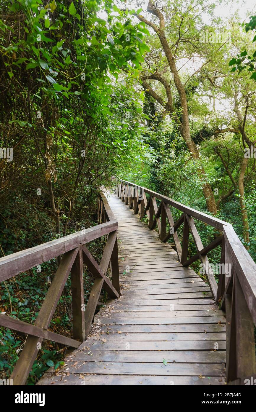 Beautiful small wooden bridge leading through impassable thickets of ...