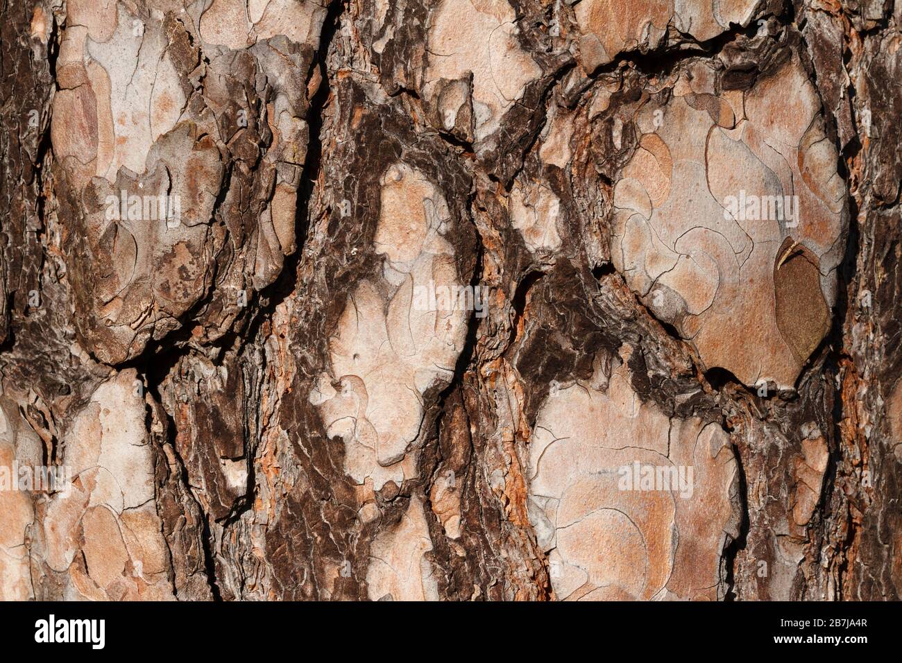Peeling bark texture hi-res stock photography and images - Alamy