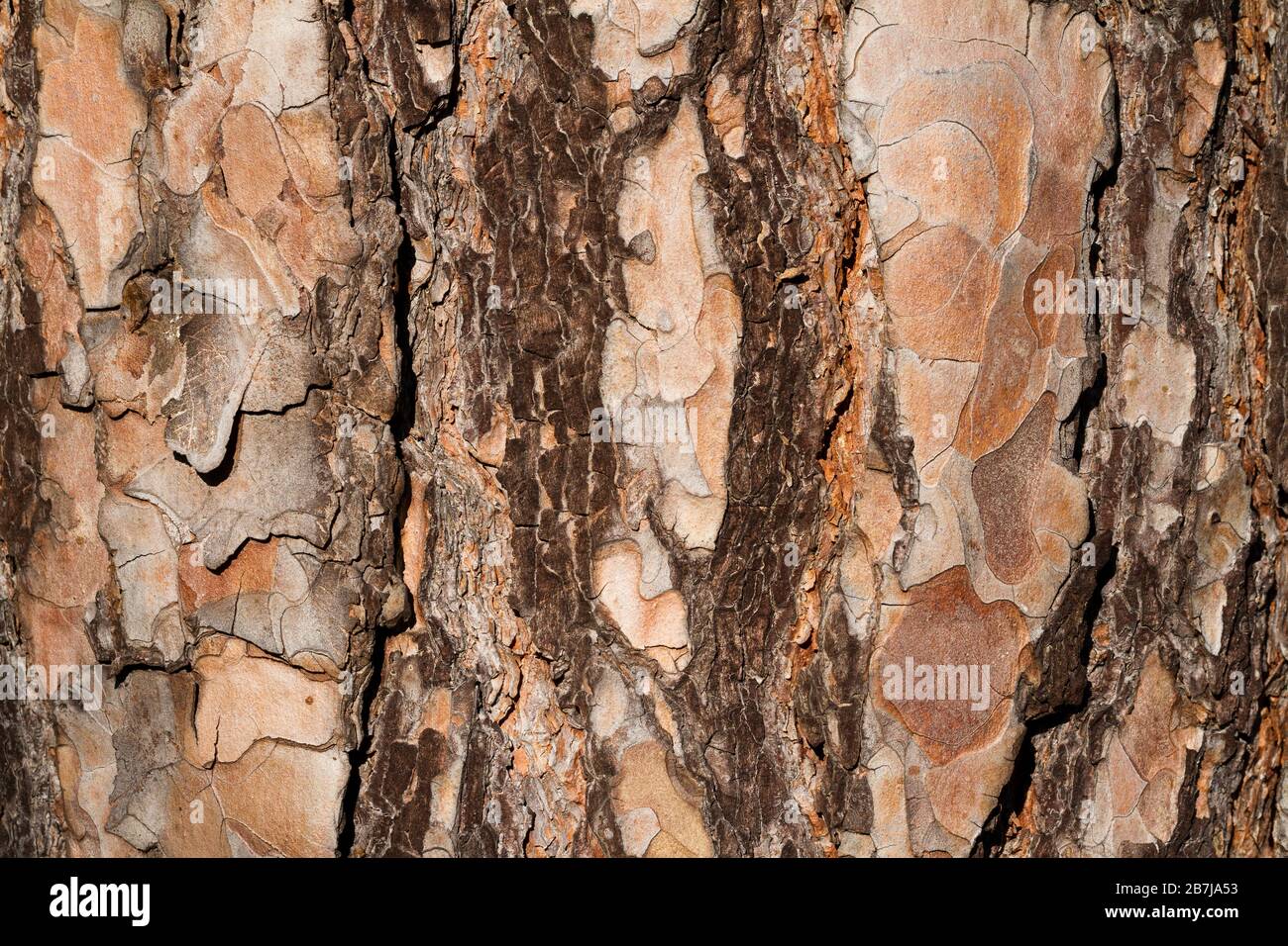 Bark Texture: a conifer's multi-layered peeling bark texture Stock ...
