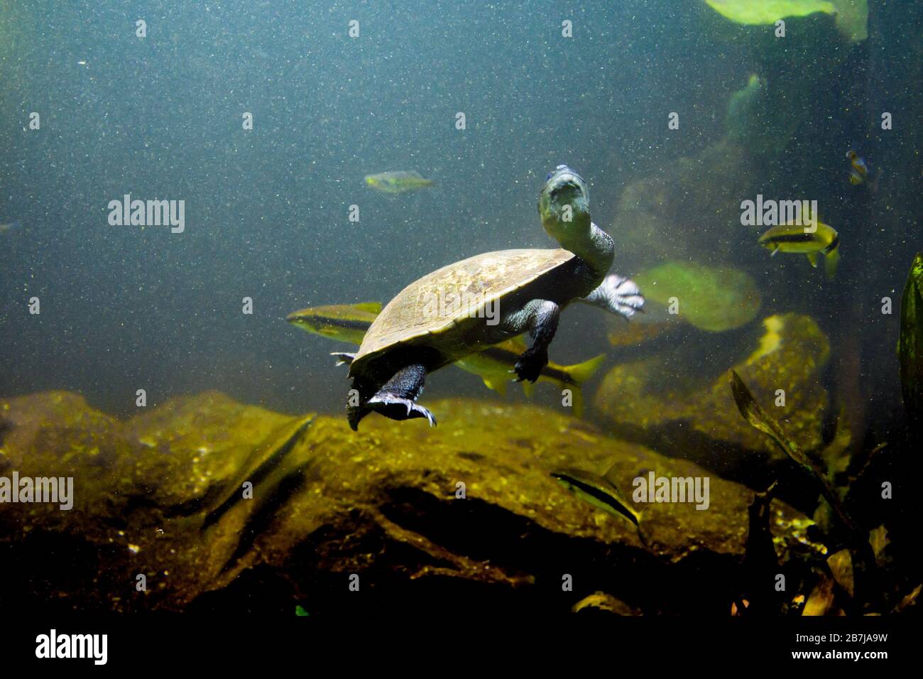 Freshwater aquarium turtle, chrysemis, trachemis and more species in ...