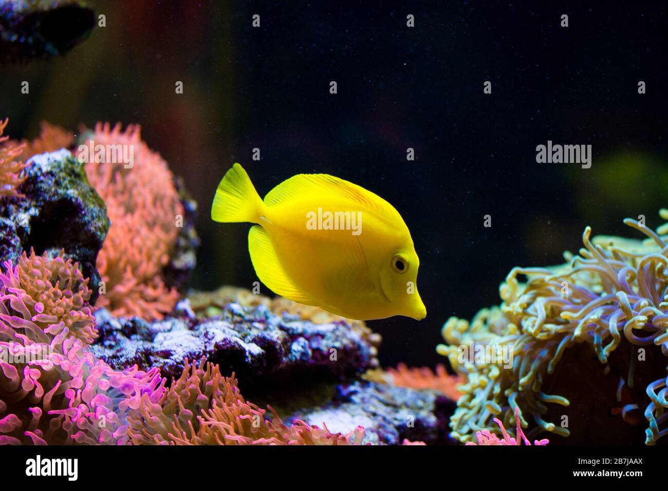The yellow tang (Zebrasoma flavescens), salt water yellow aquarium fish ...