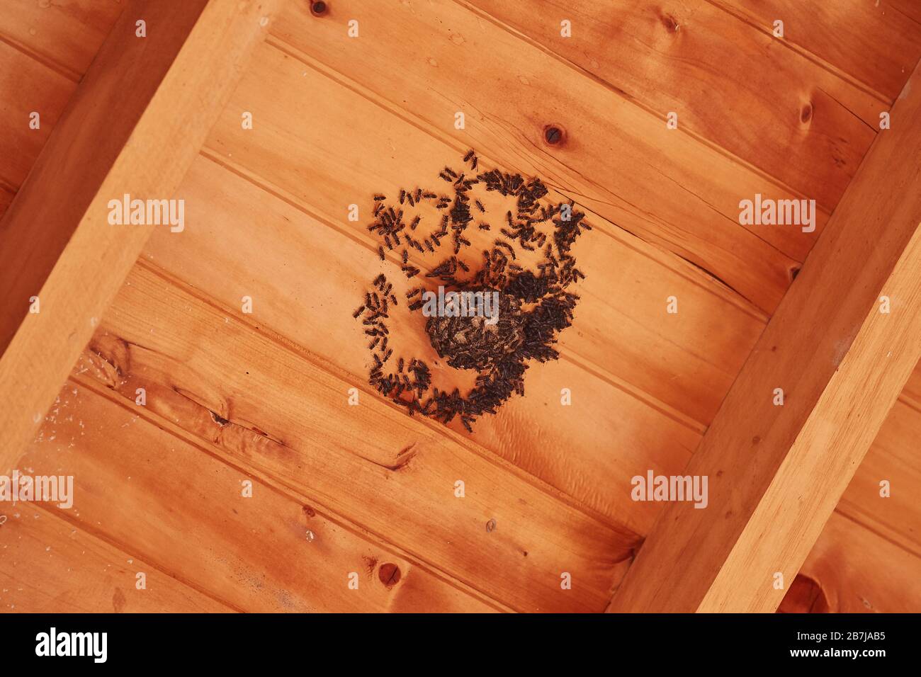 Insect nest under roof, small wasps Stock Photo - Alamy
