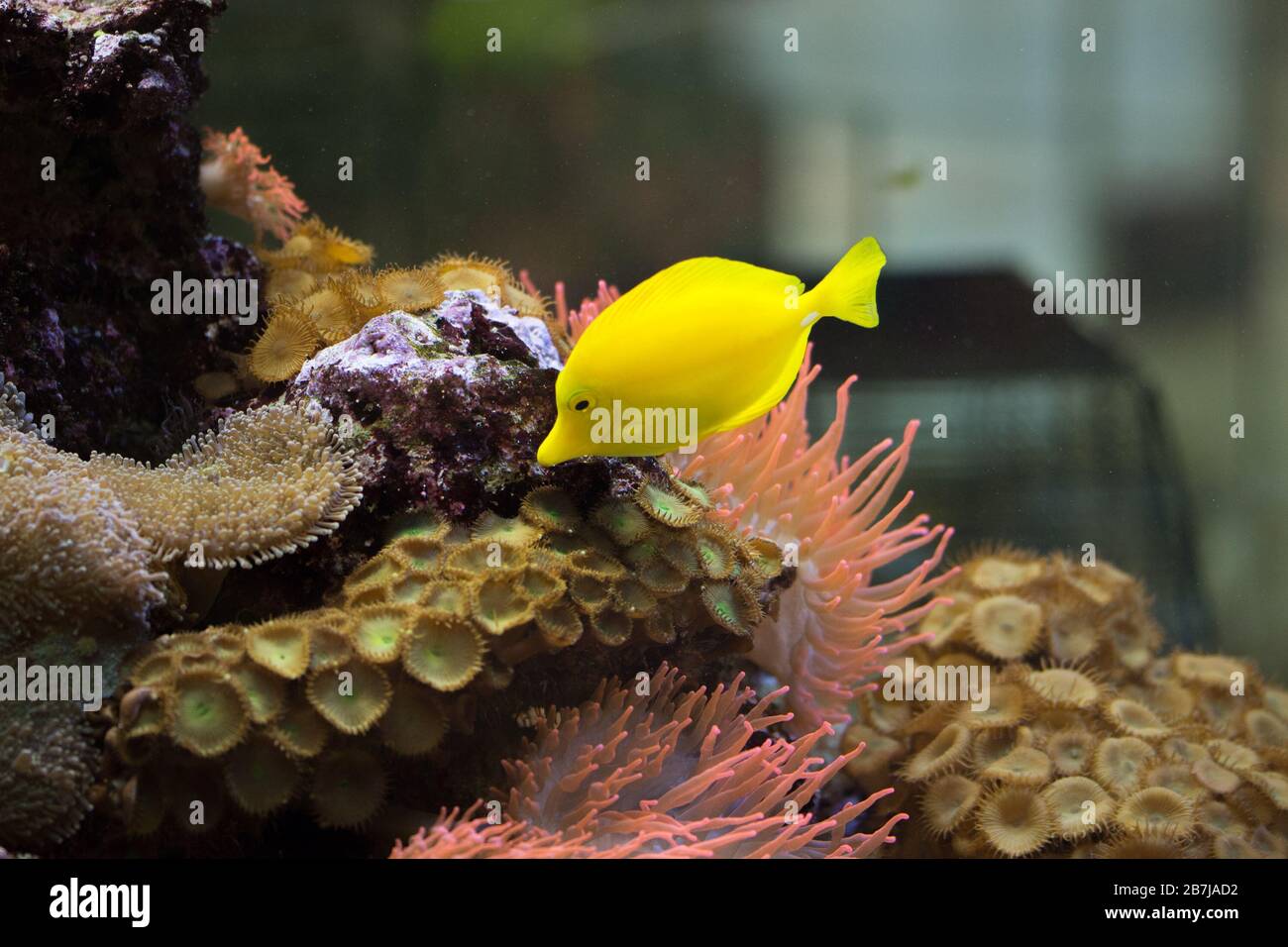 The yellow tang (Zebrasoma flavescens), salt water yellow aquarium fish ...