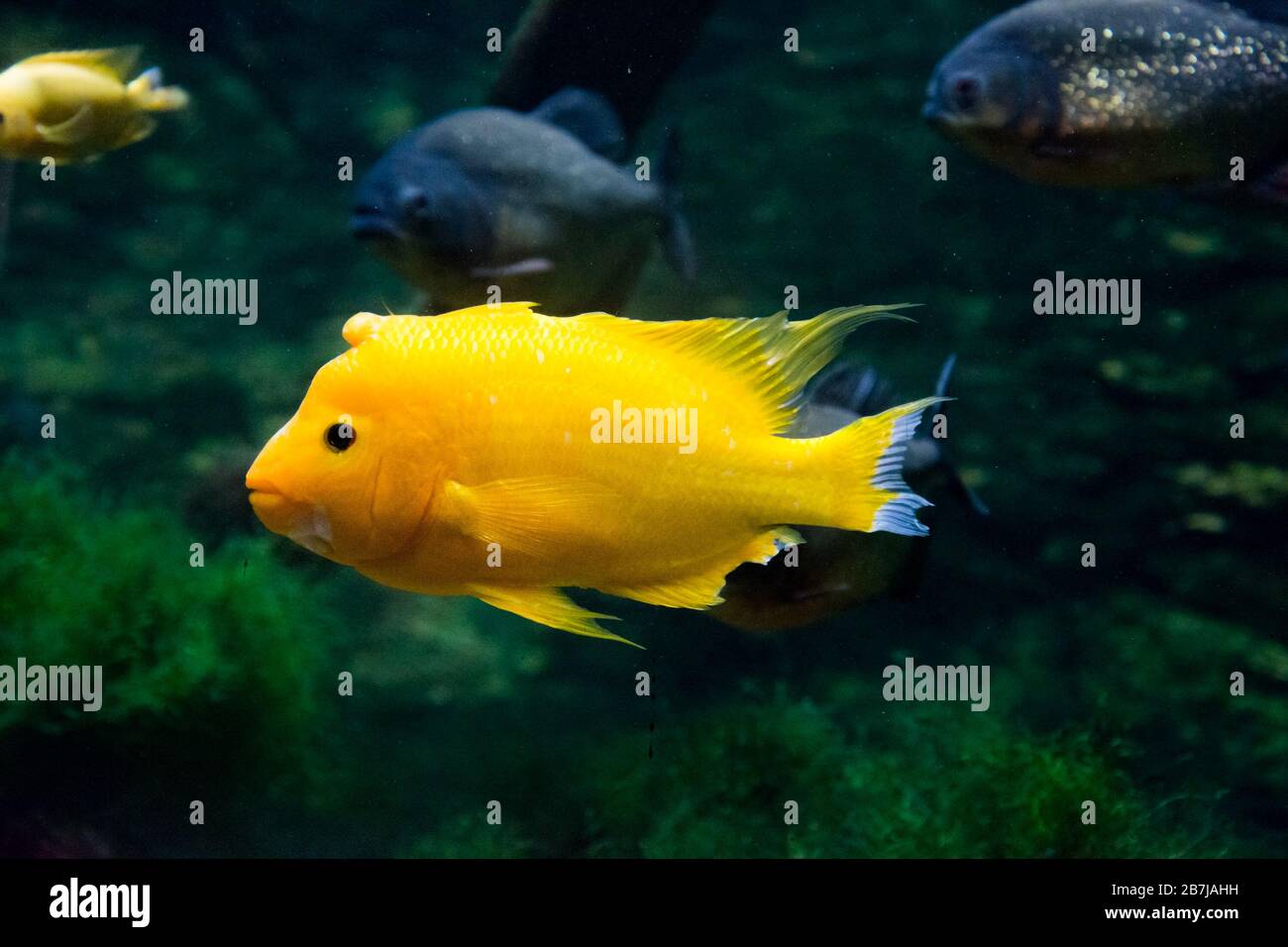 Midas cichlid in aquarium, Amphilophus citrinellus from America Stock ...