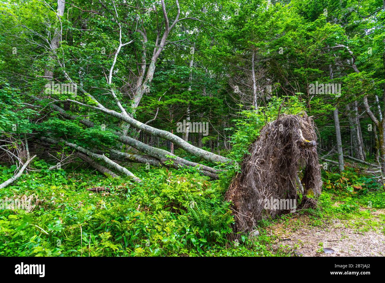 Fallen wood in the forest. A vibrant concept Stock Photo - Alamy