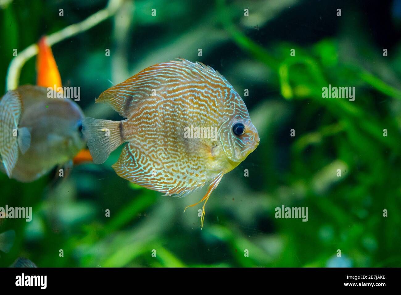 discus fish in aquarium, tropical fish. Symphysodon discus from Amazon ...