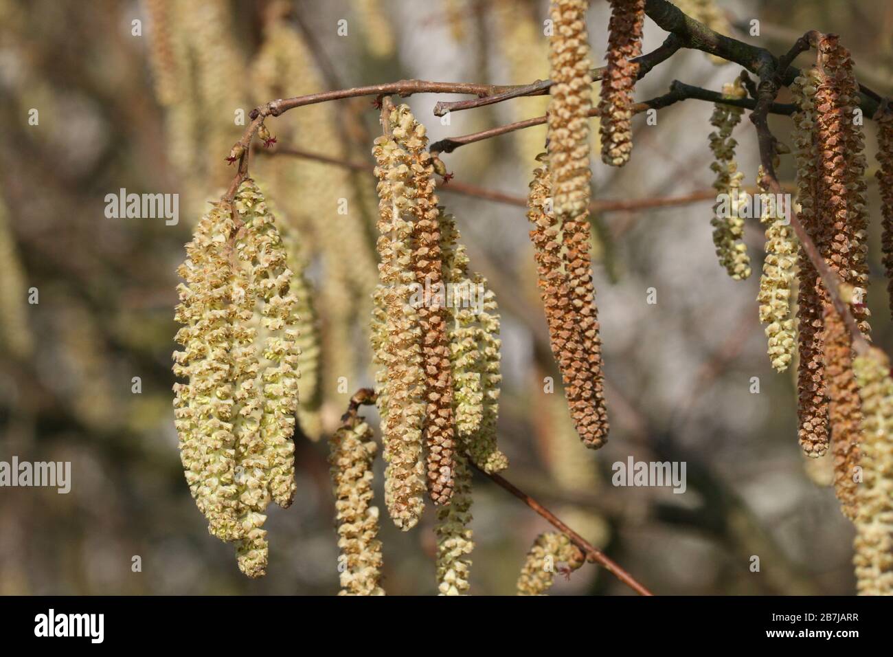 Hazel Springtime: branch of a hazel bush with mature flowers in ...