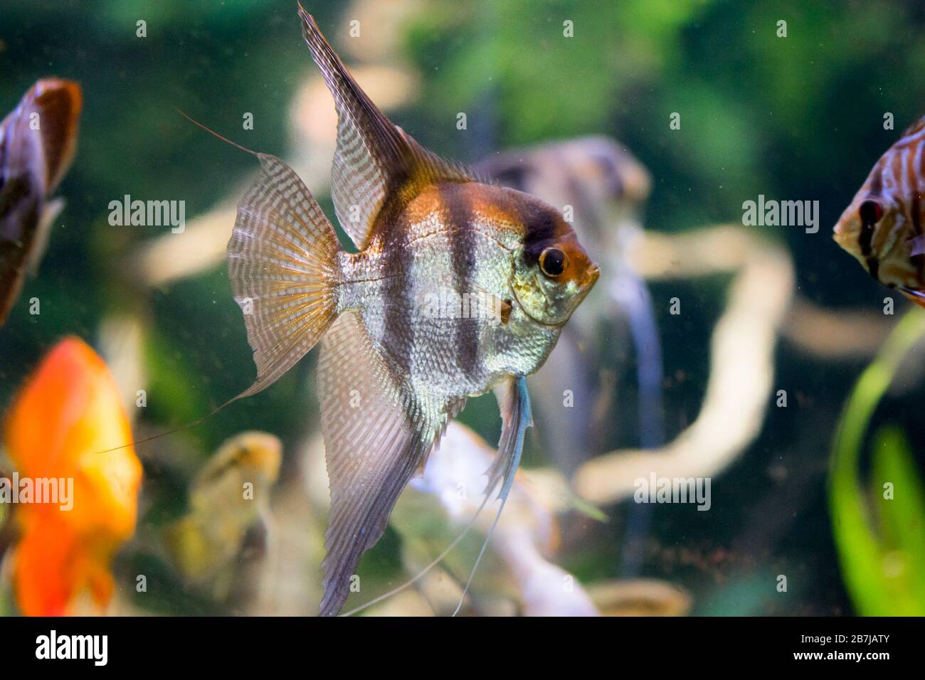 Freshwater aquarium fish, Angelfish from Amazon river, pterophyllum ...