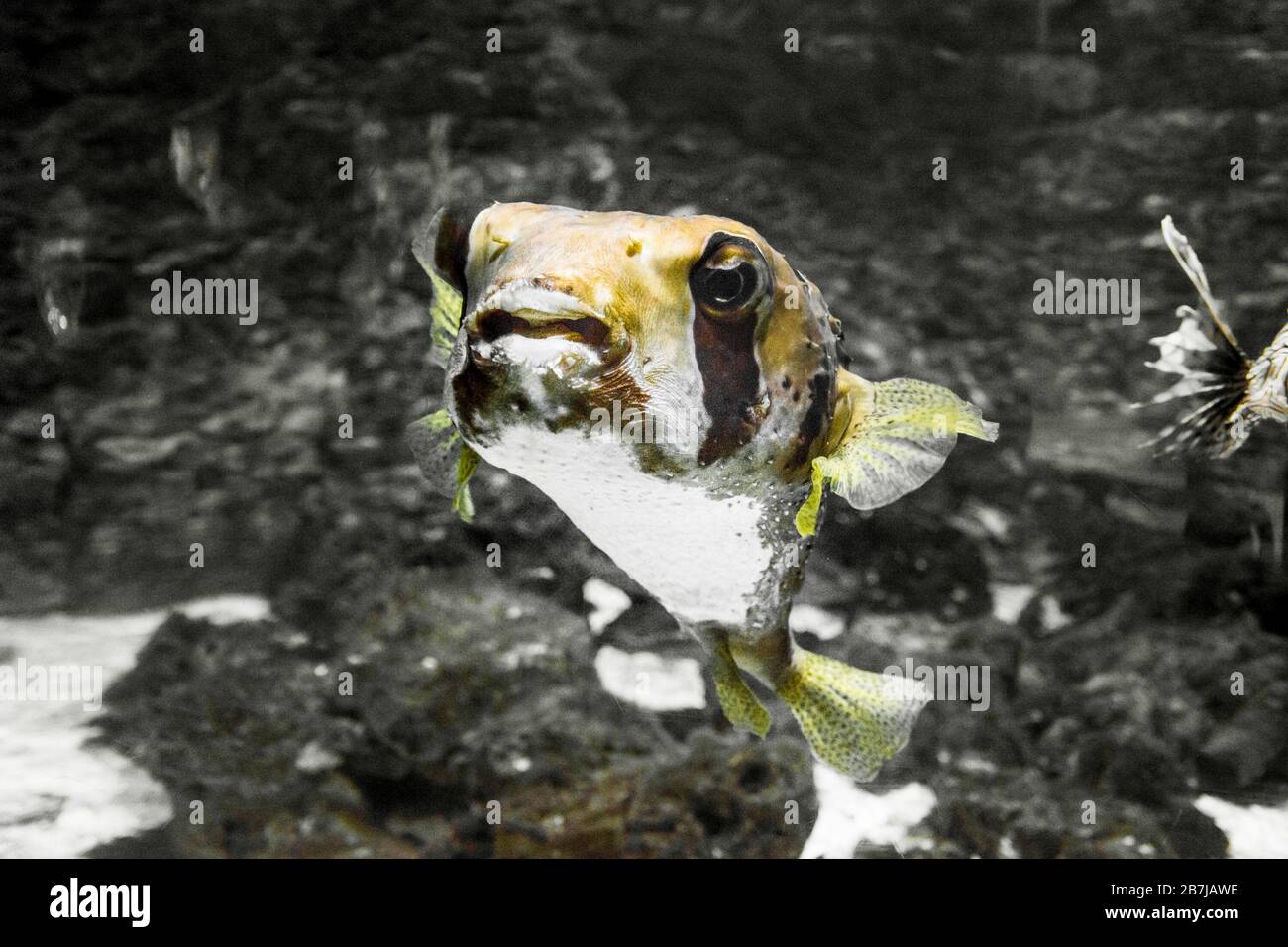 The blackspotted puffer (Arothron nigropunctatus). The dog-faced puffer ...