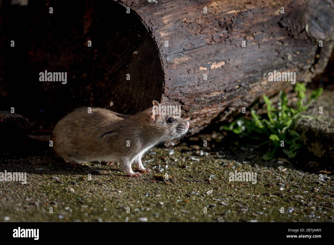 Norway rat hi-res stock photography and images - Alamy