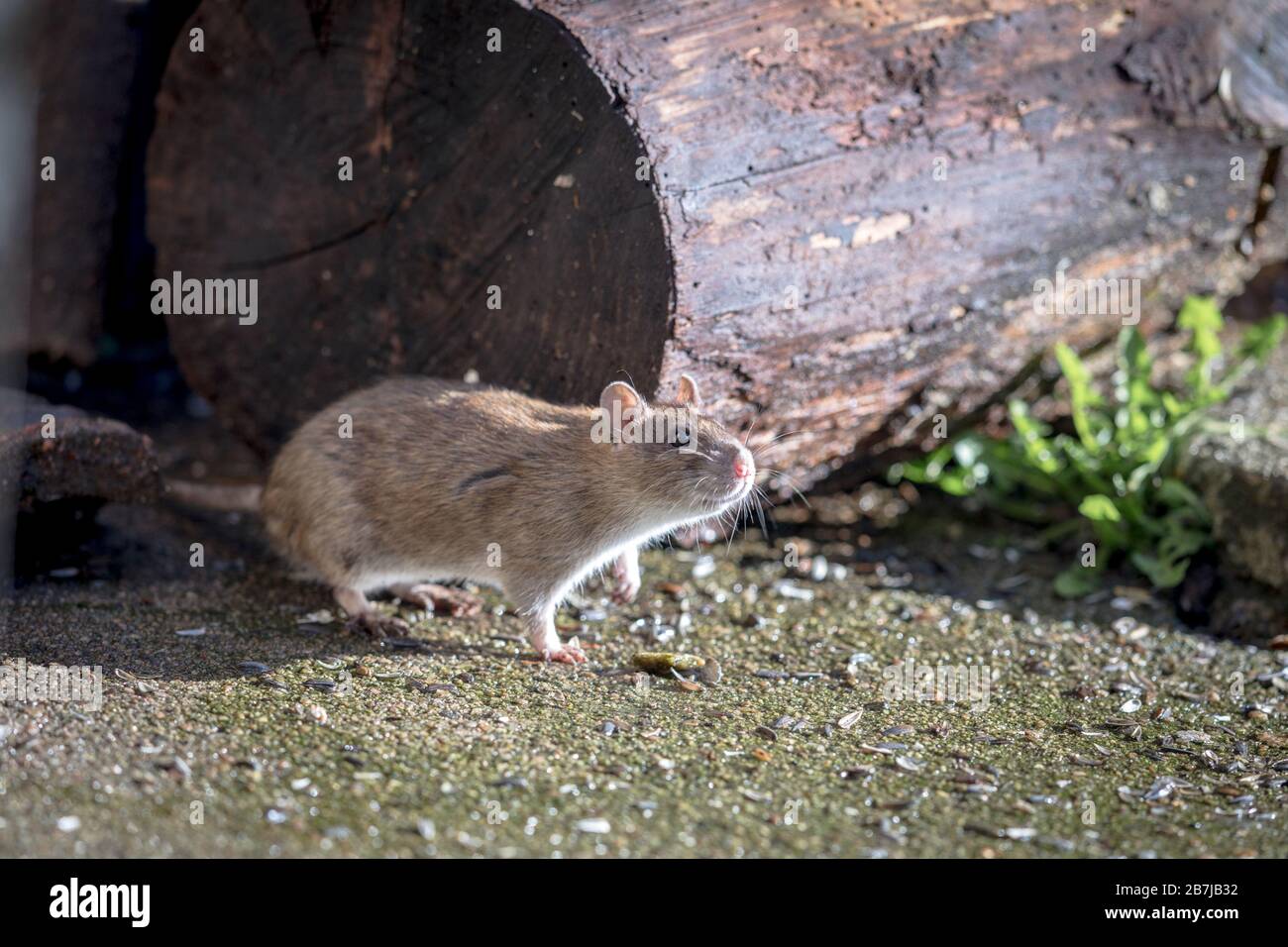 wild brown norway rat, rattus norvegicus, sitting outdoors Stock Photo ...