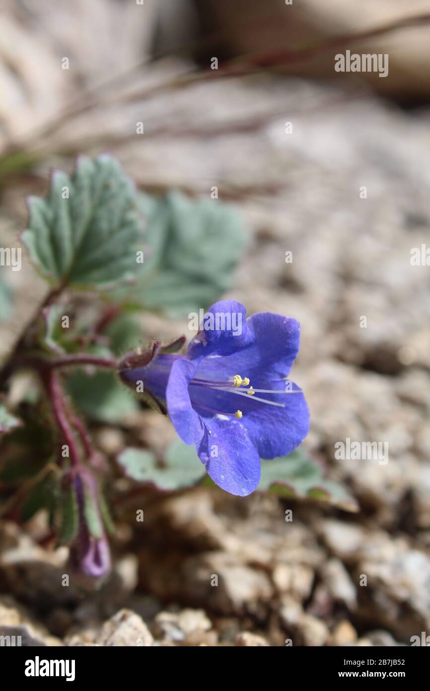 Desert bells phacelia campanularia hi-res stock photography and images ...