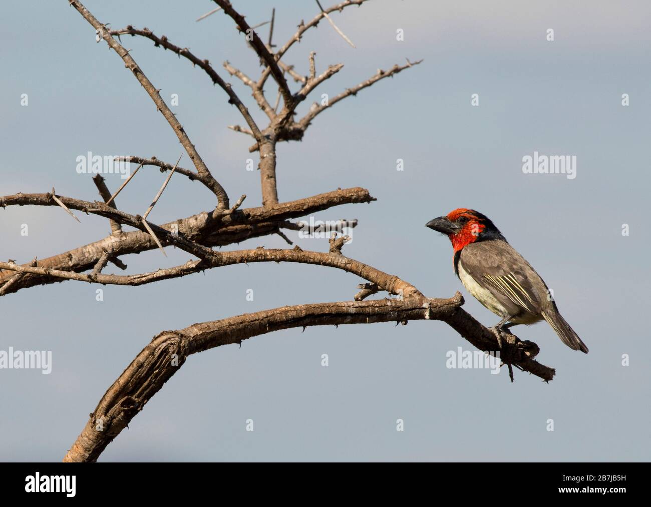 Black collared barbet south africa hi-res stock photography and images ...