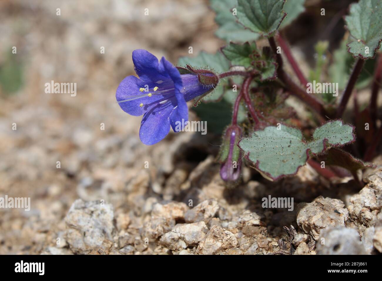 Southern Mojave Desert Spring brings wildflower blooms, such as ...