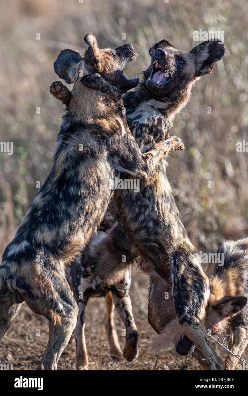African Wild Dog Stock Photo - Alamy