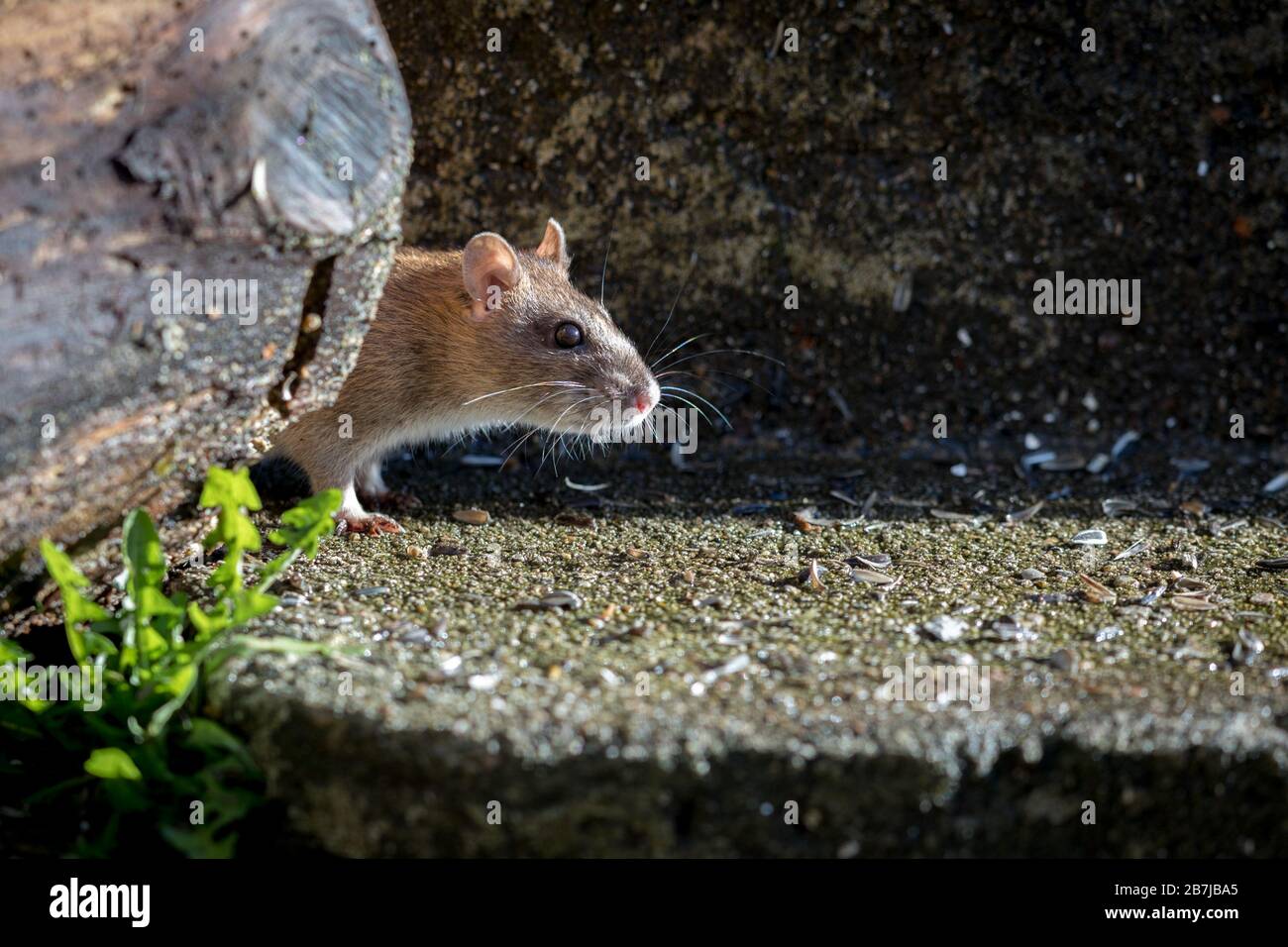 curious wild brown norway rat, rattus norvegicus, head Stock Photo - Alamy