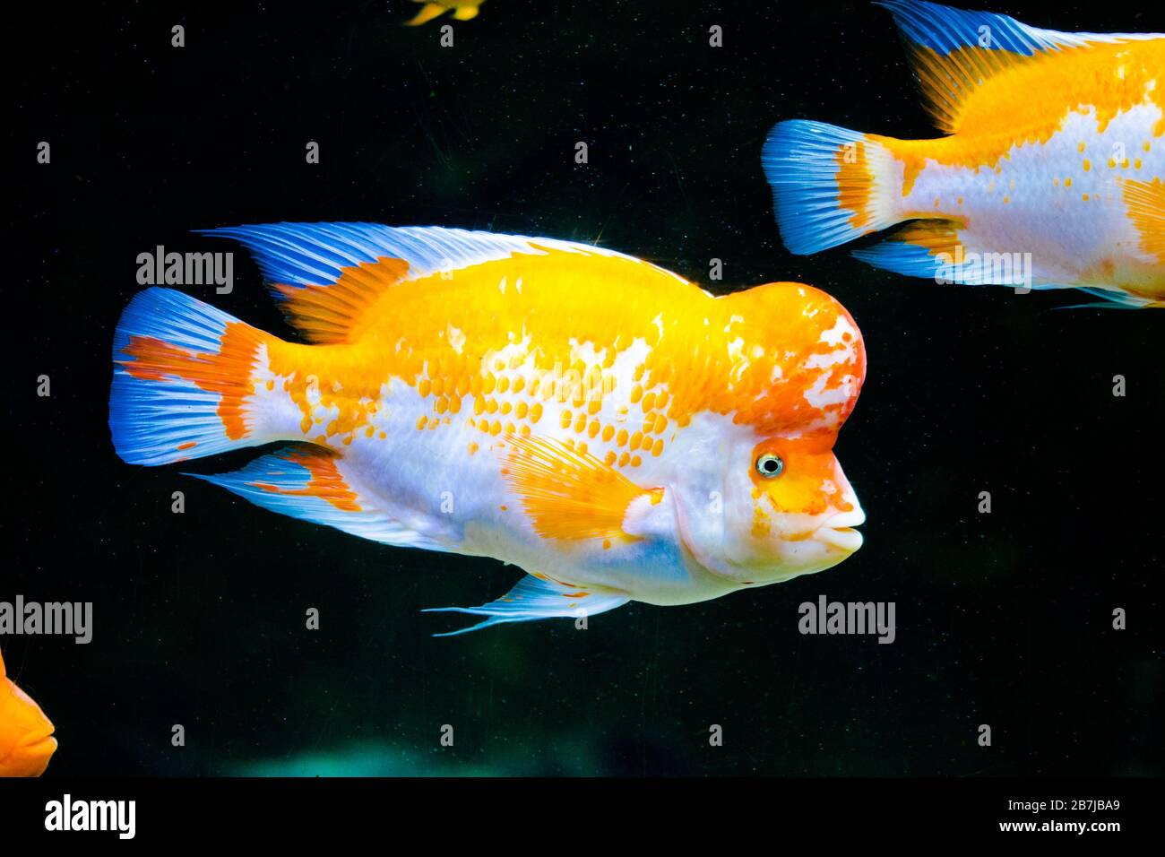 Midas cichlid in aquarium, Amphilophus citrinellus from America Stock ...