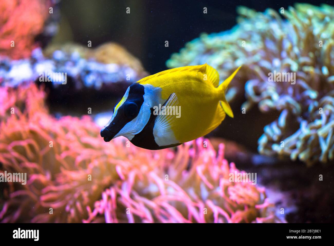 The foxface rabbitfish (Siganus vulpinus). Tropical marine aquarium ...