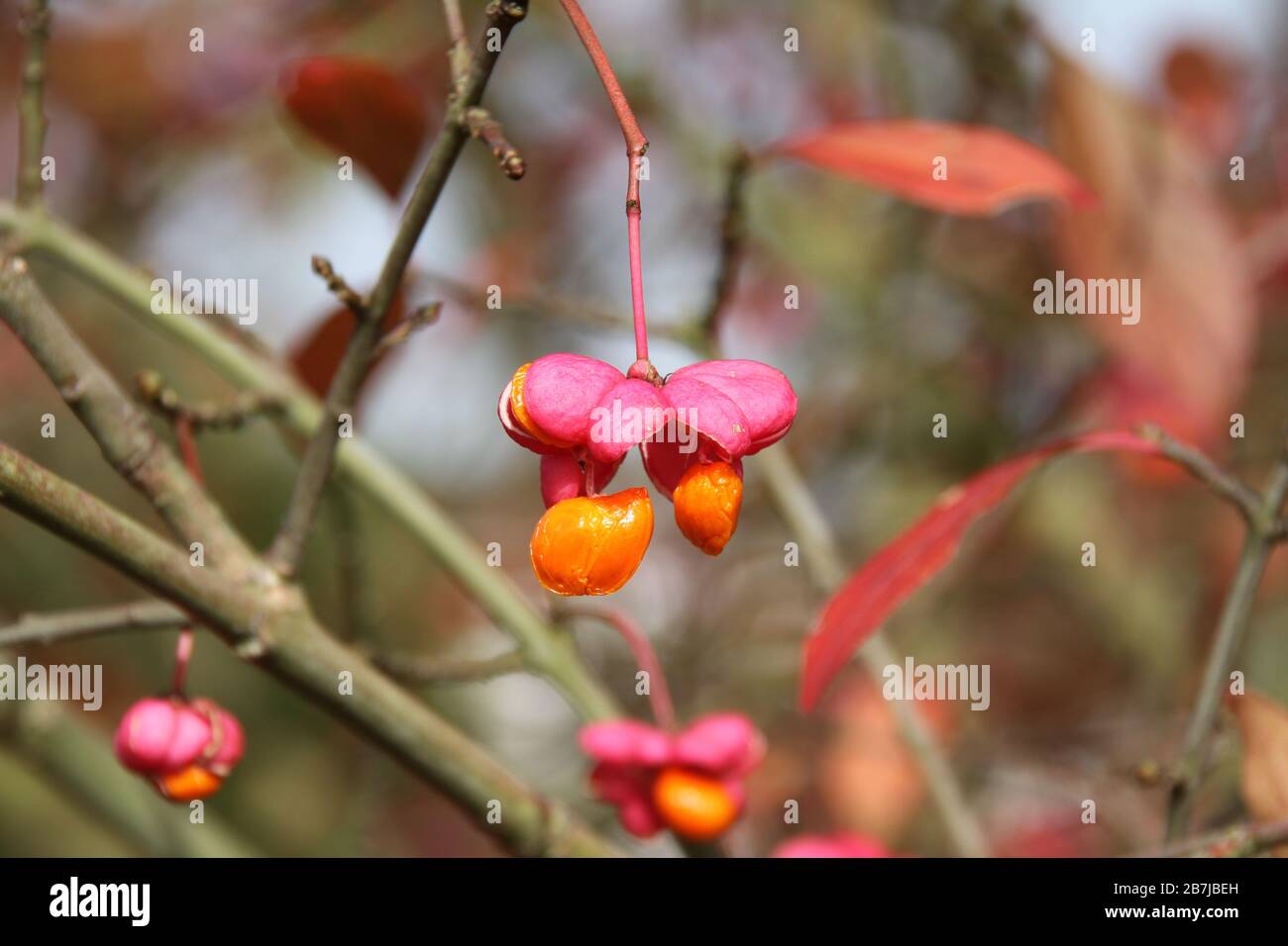 European Spindle Tree in Autumn: closeup of the mature fruits of a ...