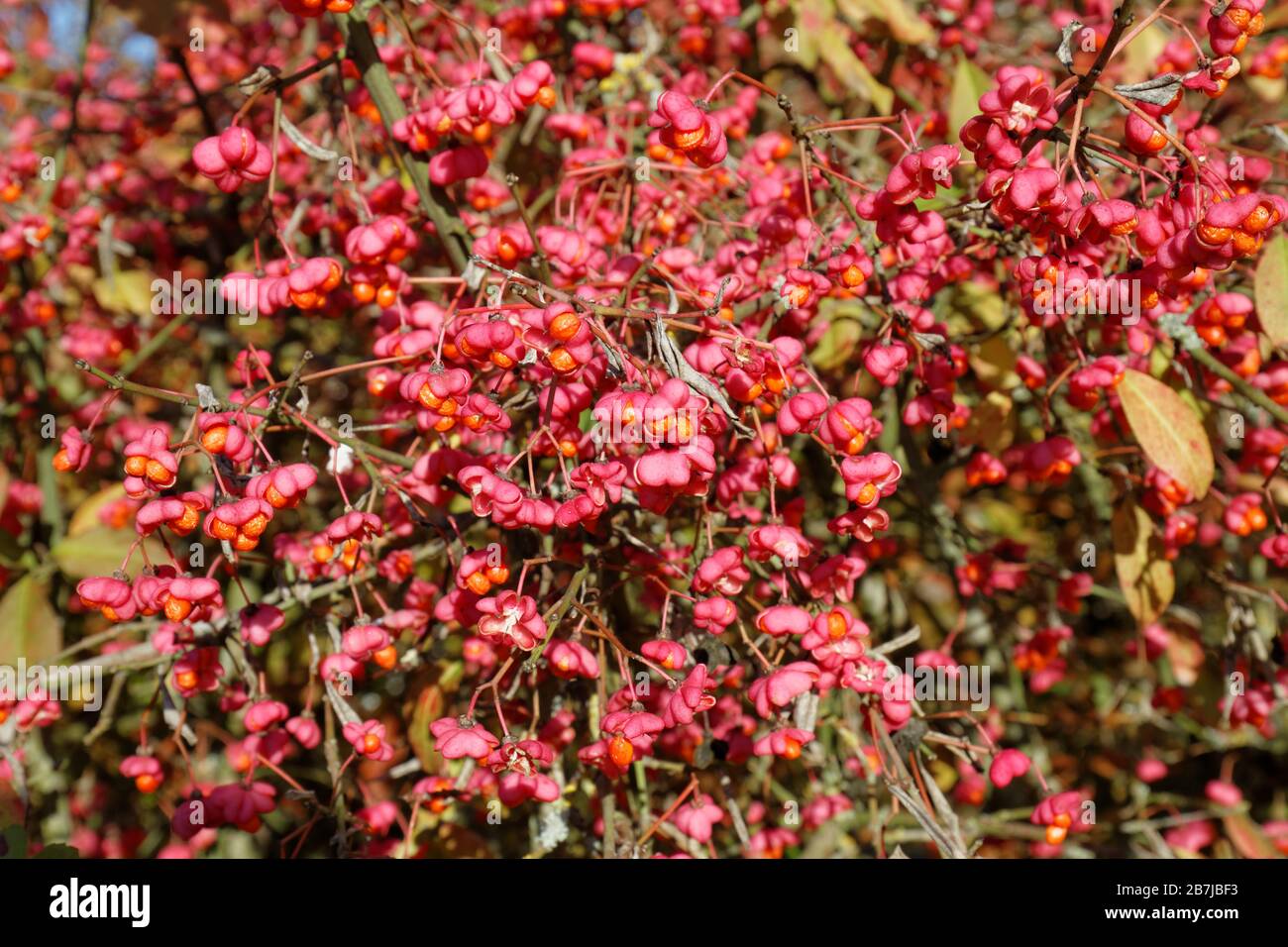 Opulent Branches of the European Spindle Tree ( Euonymus europaeus ...