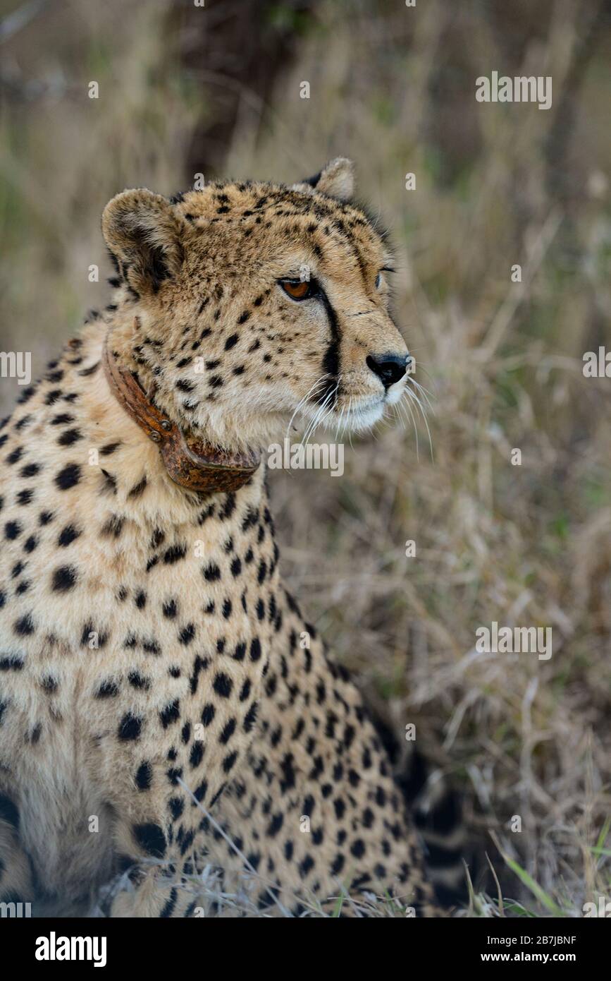 Cheetah with collar hi-res stock photography and images - Alamy