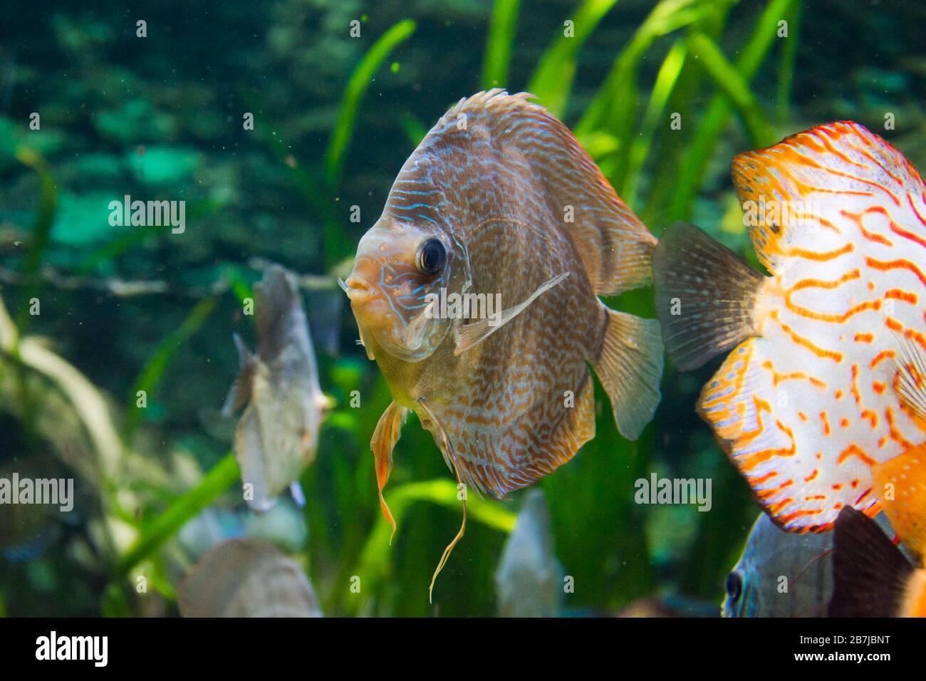 discus fish in aquarium, tropical fish. Symphysodon discus from Amazon ...
