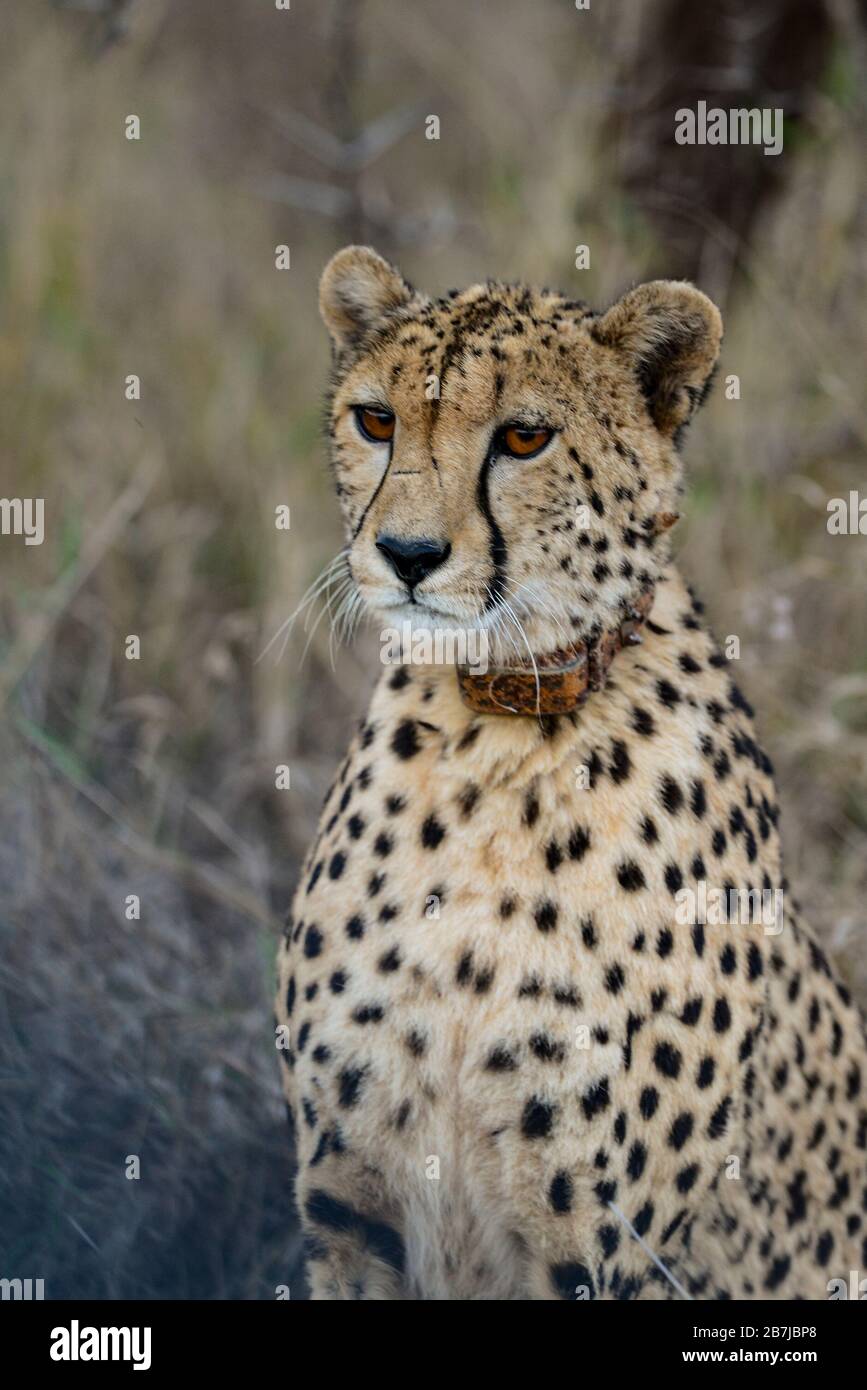 Cheetah with collar hi-res stock photography and images - Alamy