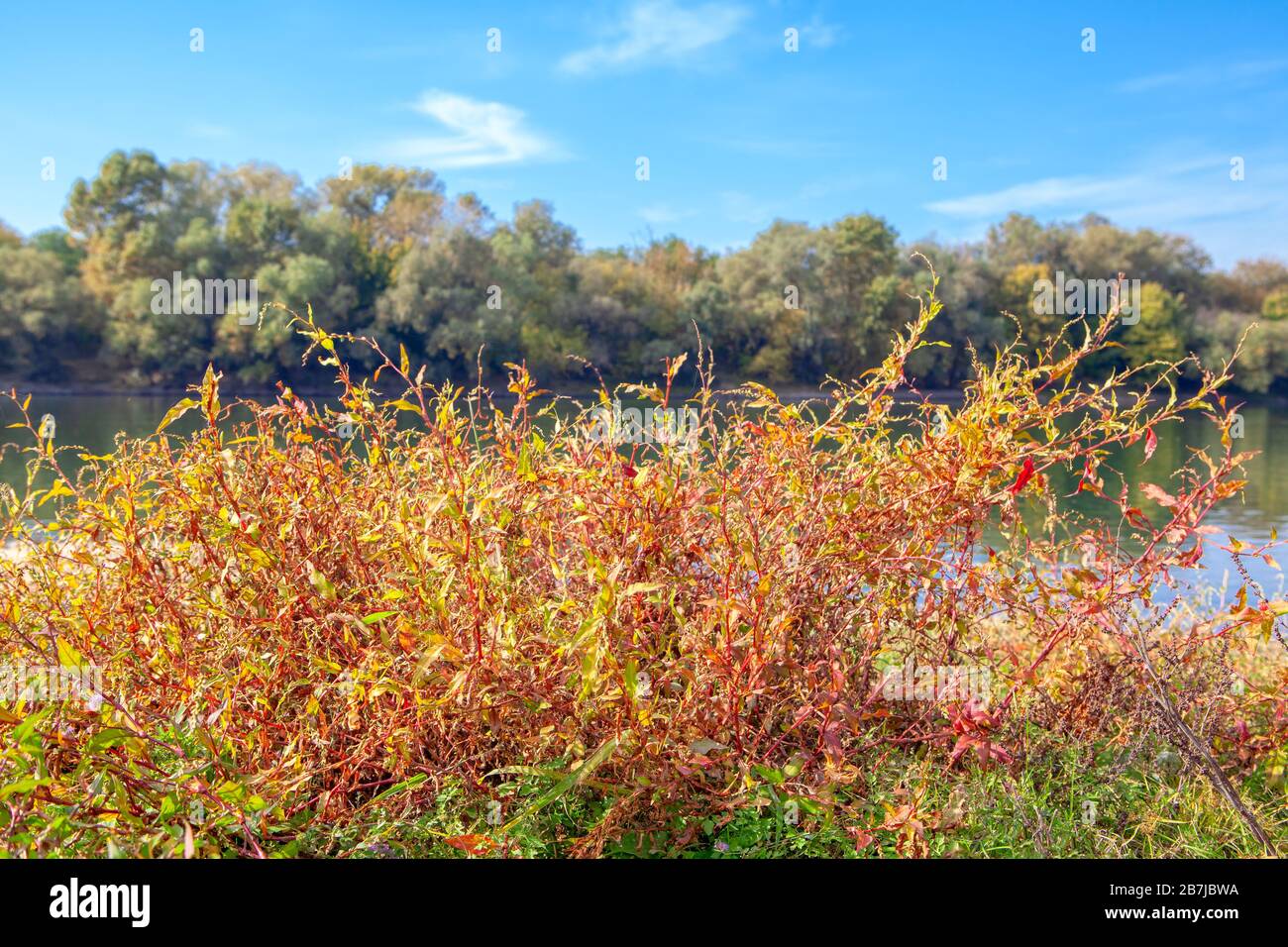 nature with uncultivated plants on the river shore Stock Photo - Alamy