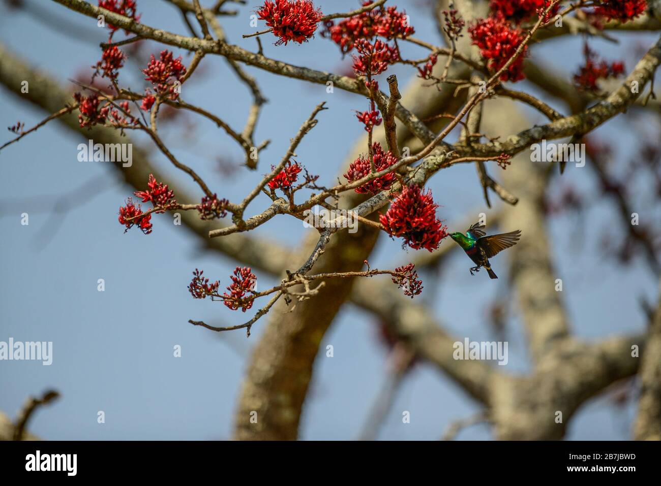 Sunbird feeding hi-res stock photography and images - Alamy