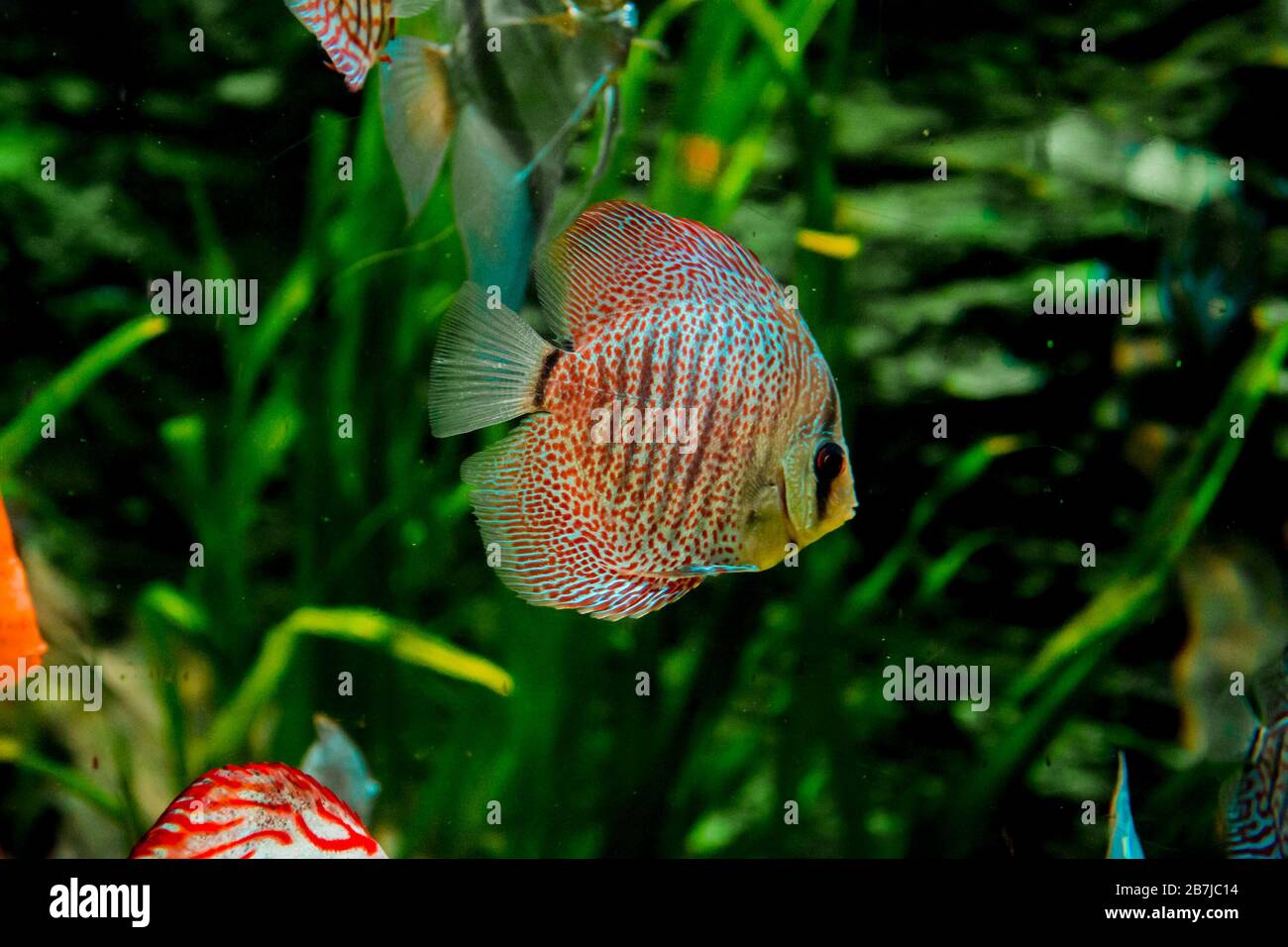 discus fish in aquarium, tropical fish. Symphysodon discus from Amazon ...