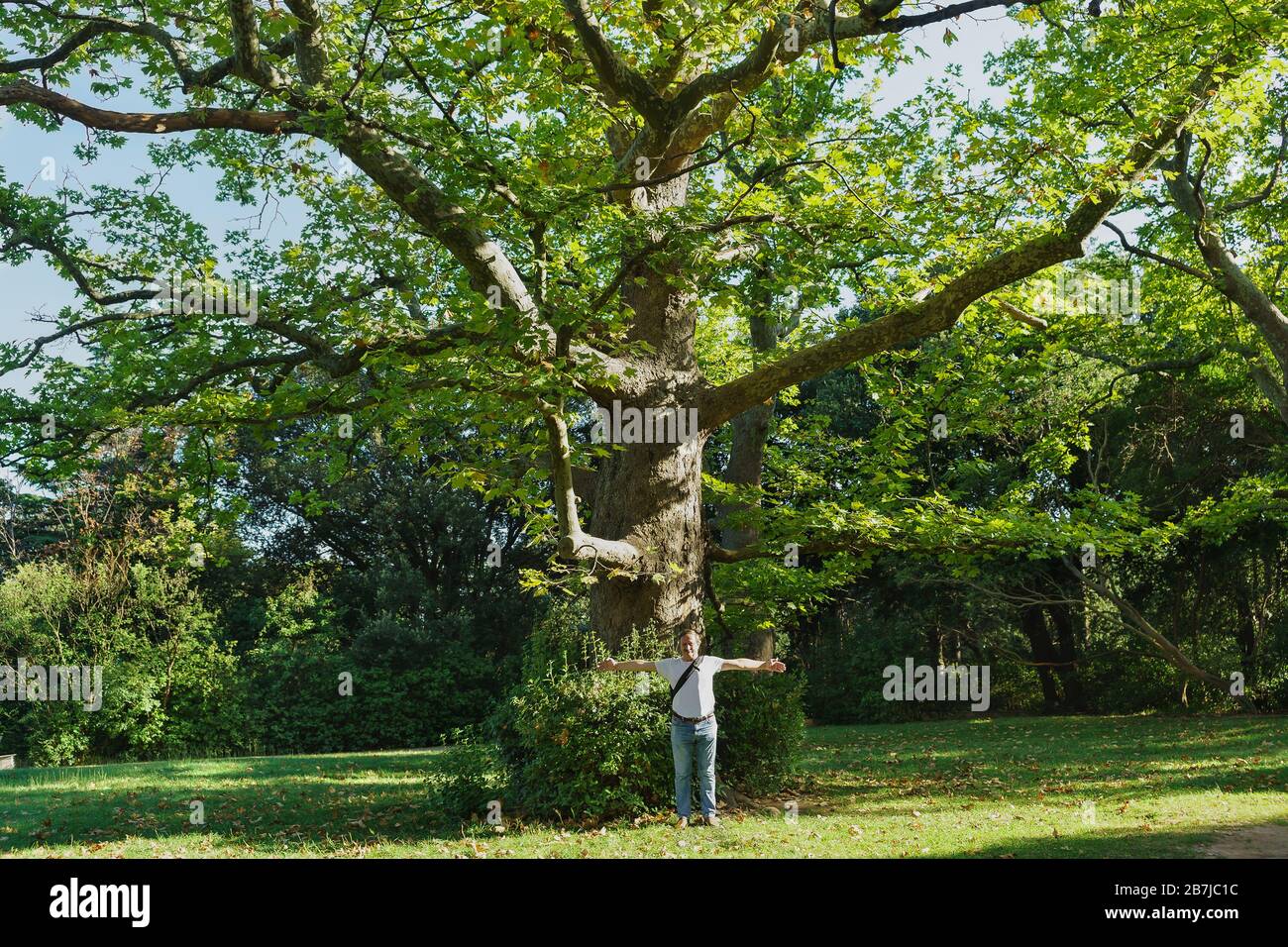 Old large plane tree or plane tree (lat. Platanus) from the Park ...