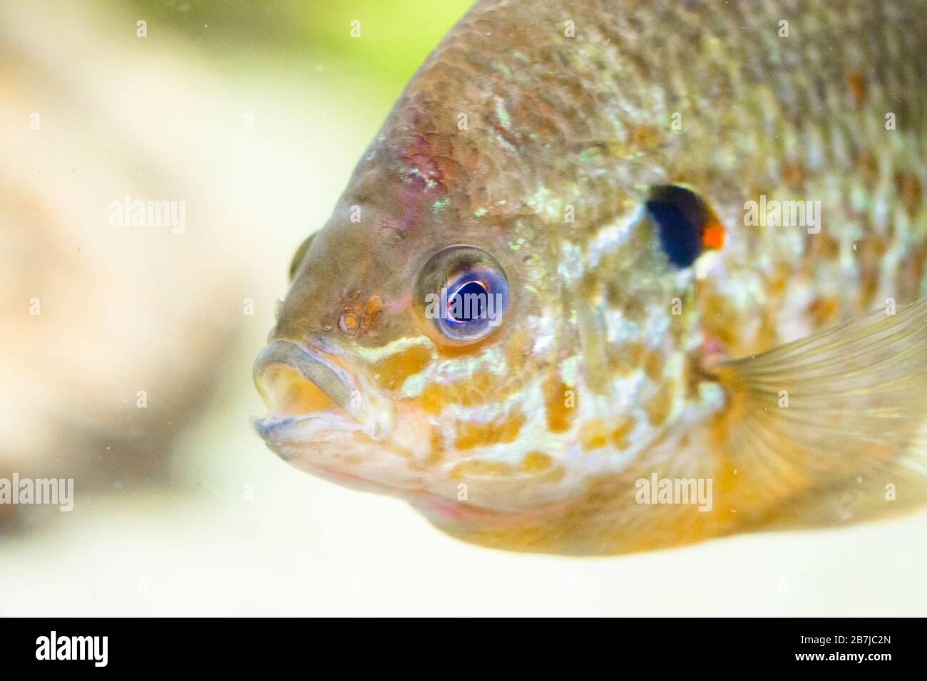 Pumpkinseed Fish Aquarium
