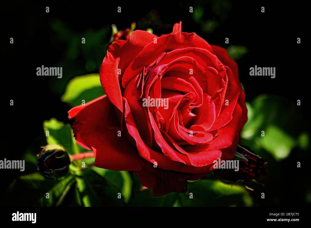 A beautiful red rose in the garden Stock Photo - Alamy