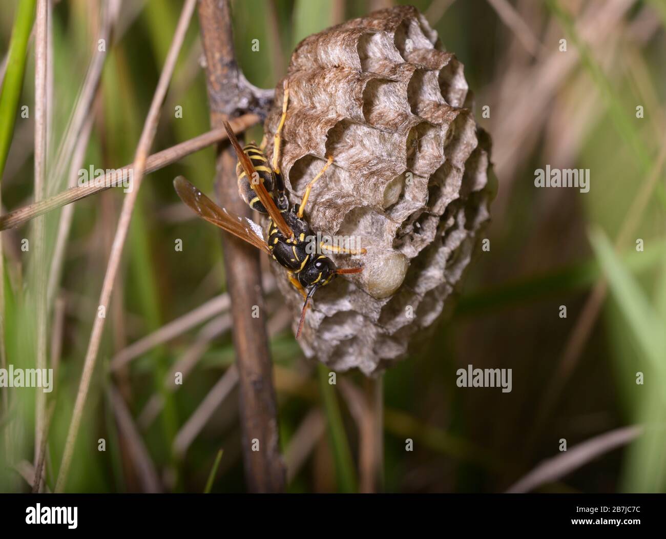 Guard cell plant hi-res stock photography and images - Alamy