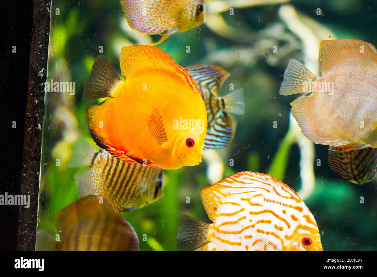 discus fish in aquarium, tropical fish. Symphysodon discus from Amazon ...