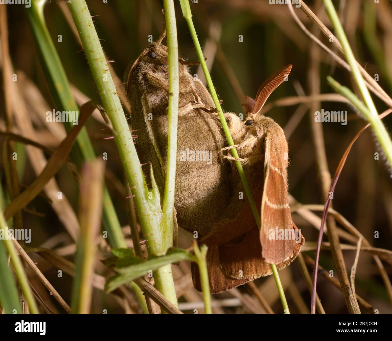 Night brown moths mating in the grass Stock Photo - Alamy