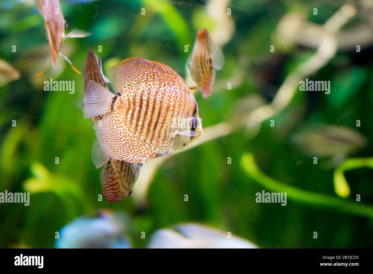 discus fish in aquarium, tropical fish. Symphysodon discus from Amazon ...