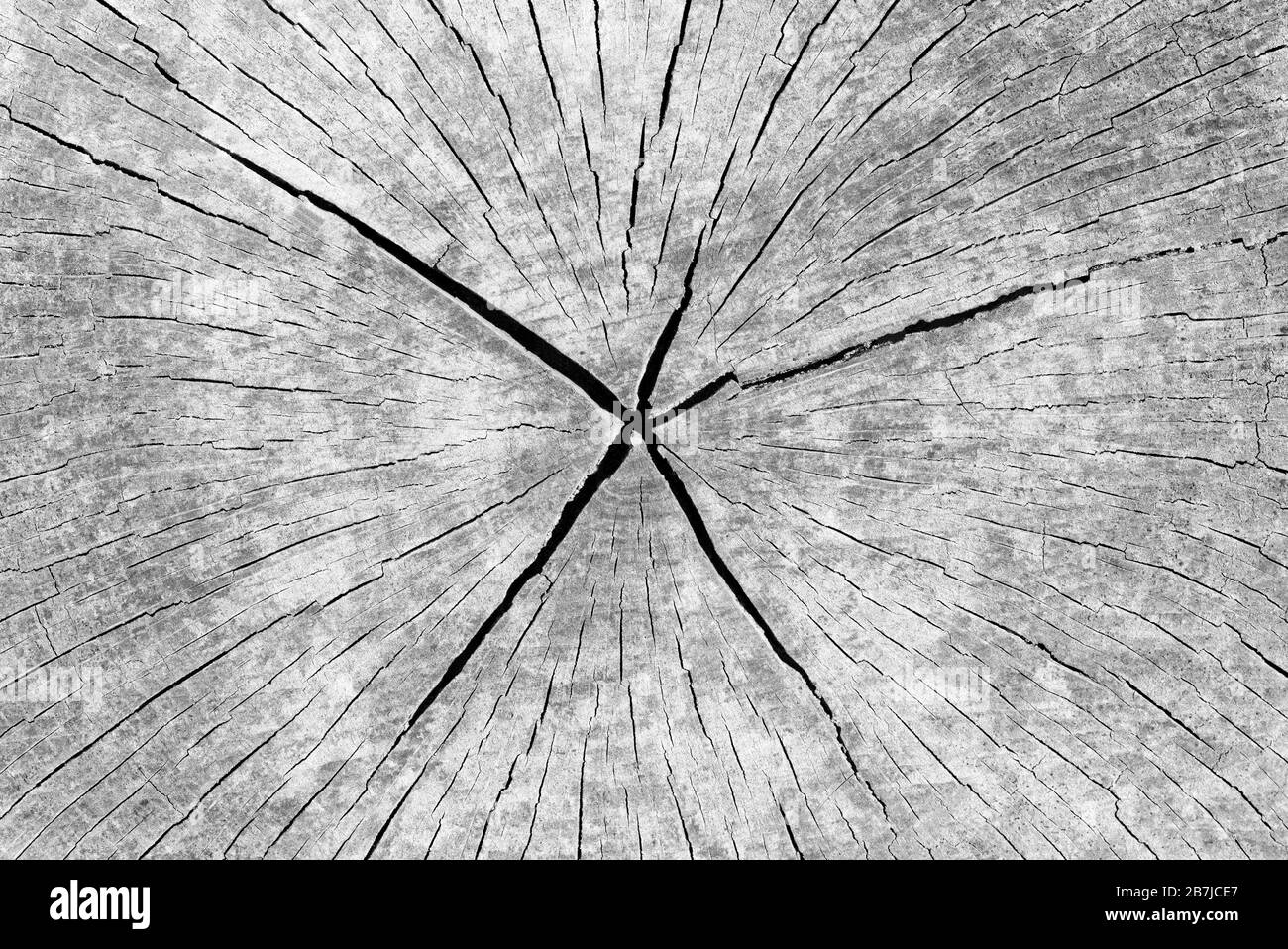 Tree cross section oak hi-res stock photography and images - Alamy