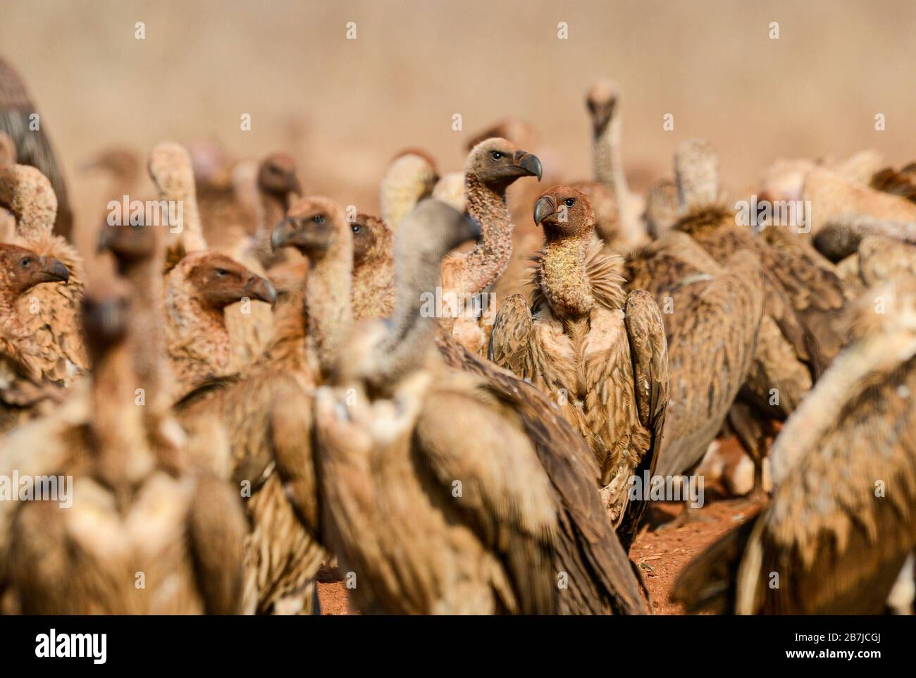 White backed vultures Stock Photo - Alamy