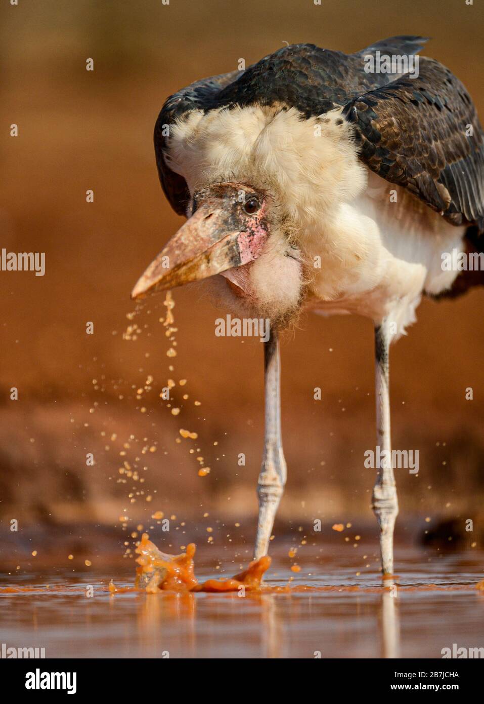Marabou stalk drinking Stock Photo - Alamy