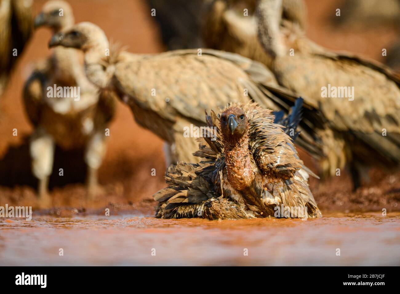 White backed vulture bathing Stock Photo - Alamy