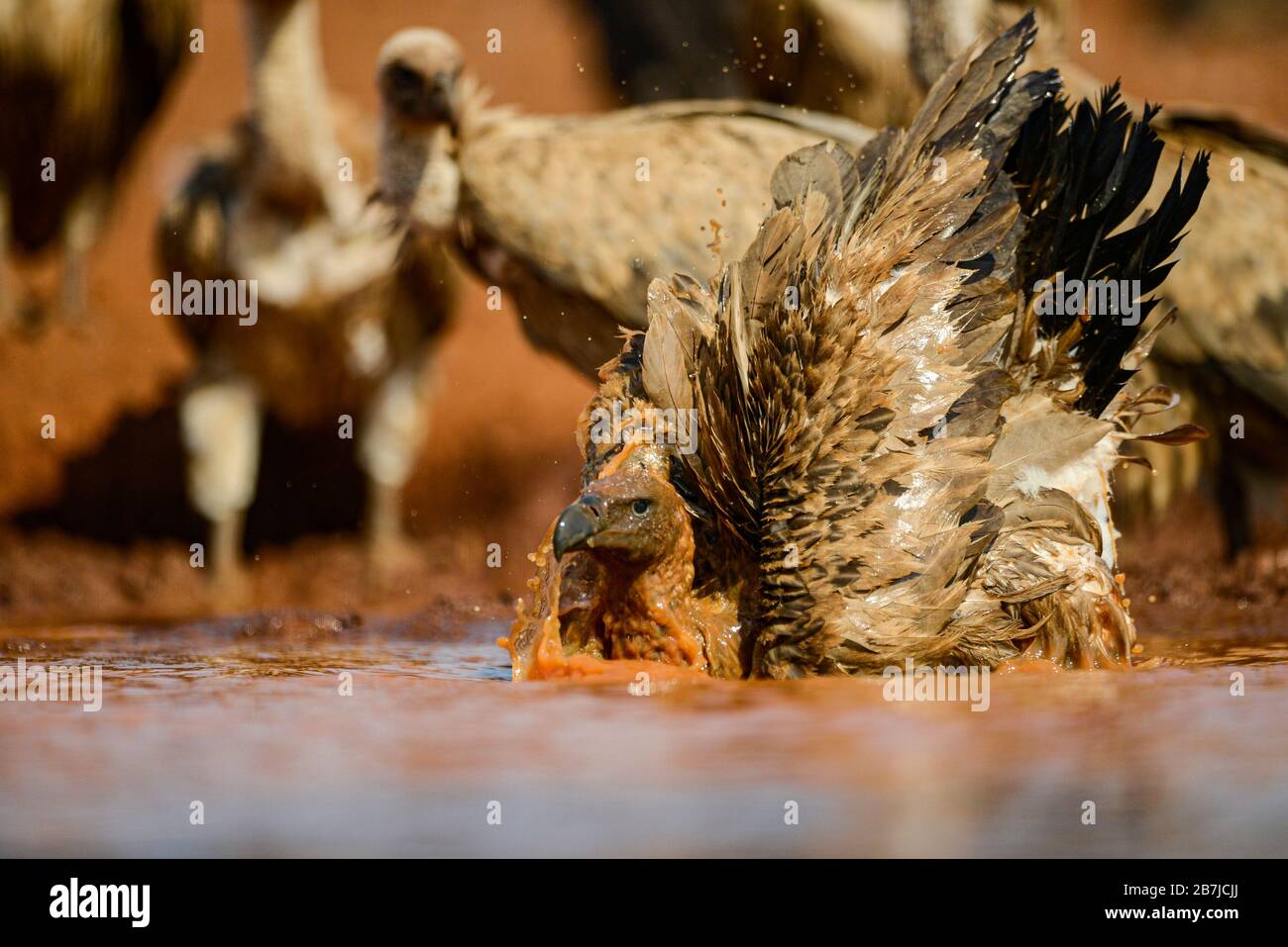 White backed vulture bathing Stock Photo - Alamy