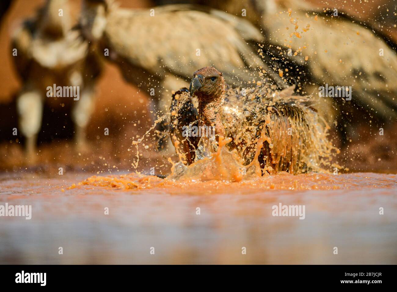 White backed vulture bathing Stock Photo - Alamy